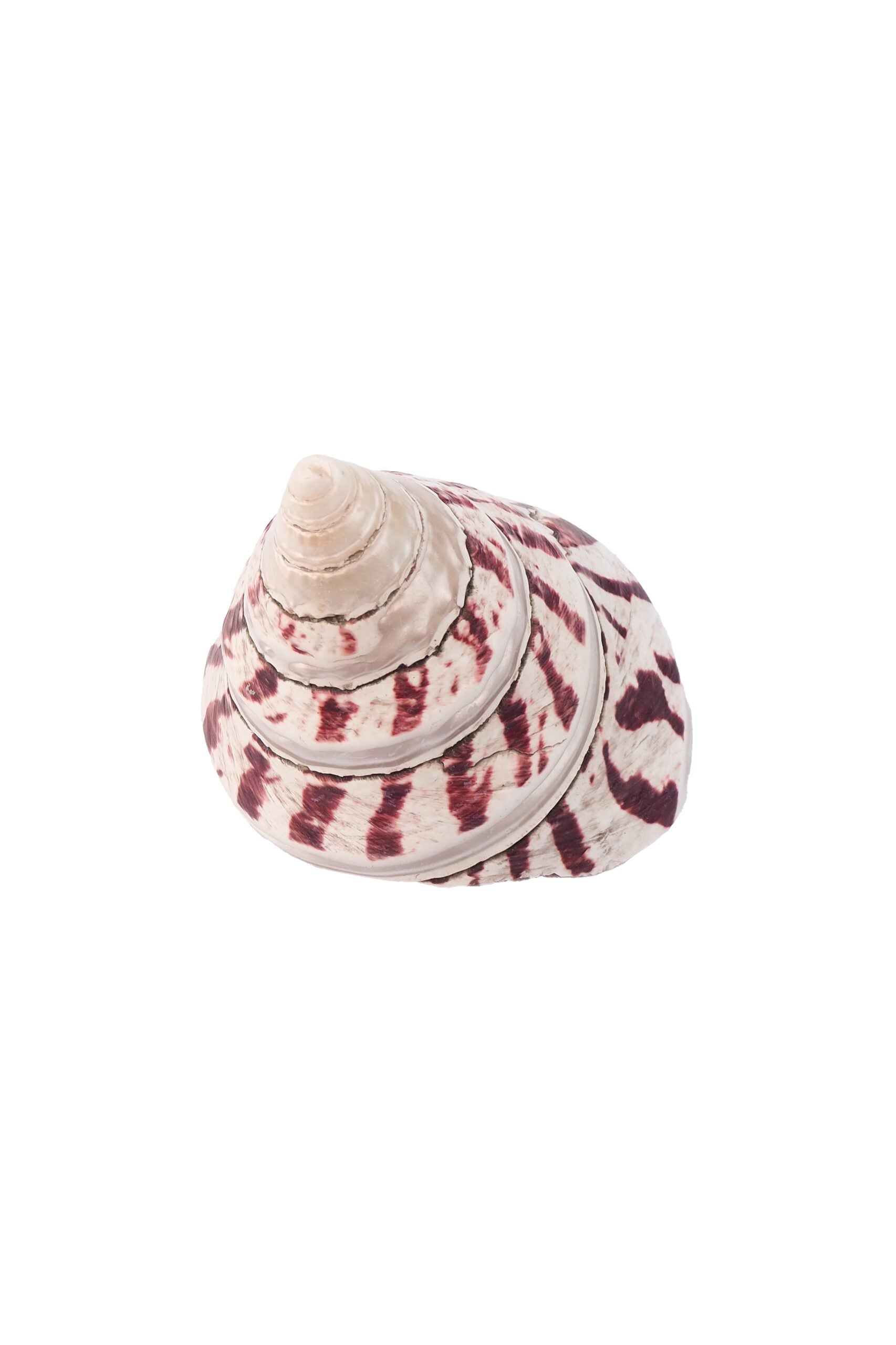 Large Vintage Shell